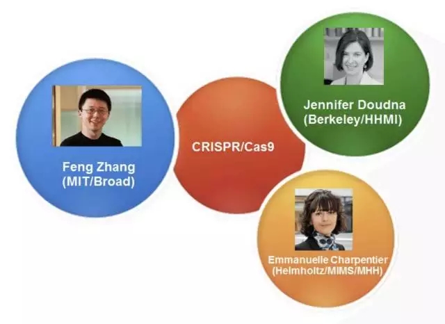 独家专访张锋CRISPR团队核心成员丛乐：我们完全可以不用这么冒险-植物新品种|知产速递|知识产权律师网